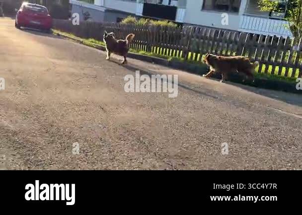 Two cheerful dogs enjoy a leisurely stroll together along a sunny ...