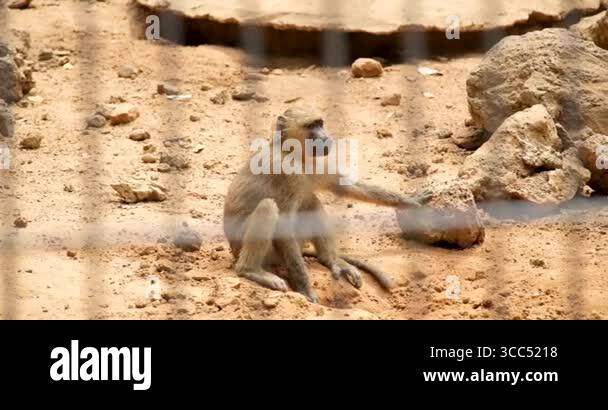 Guinea baboon Guinea baboon, Papio papio, a baboon of the family of Old ...