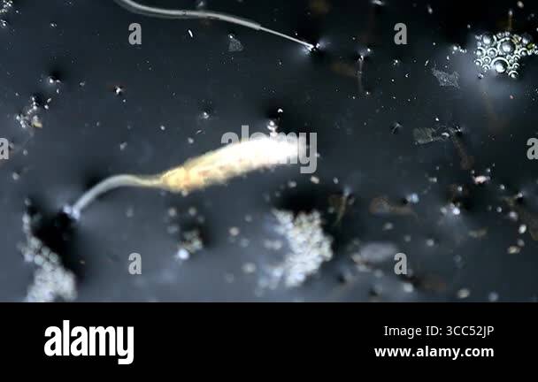 Rat tailed maggot larva common Stock Videos & Footage - HD and 4K Video ...