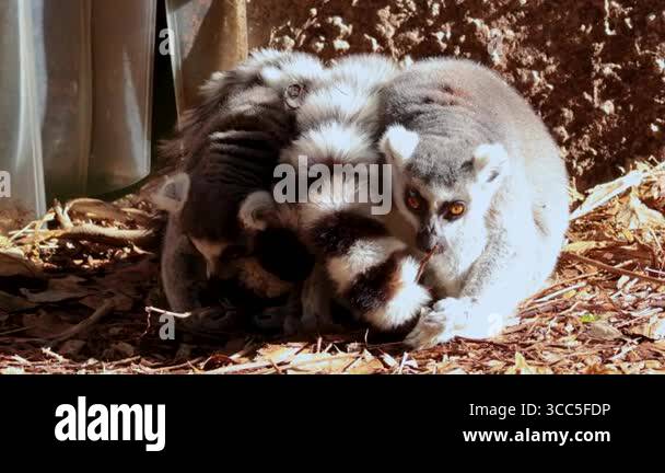 A group of ring-tailed lemurs huddles together in a sunlit enclosure ...