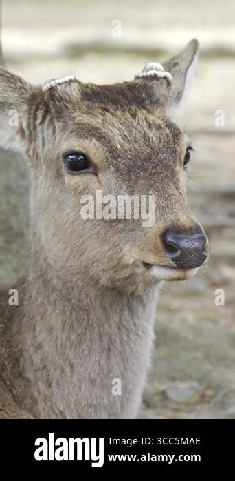 Deer sitting on grass Stock Videos & Footage - HD and 4K Video Clips ...