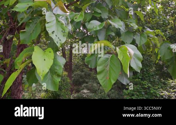 Close-up of Tectona grandis, teak leaves and branches in forested ...