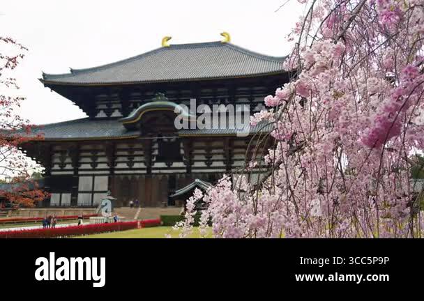 Nara, Japan - April 10, 2025: Pink cherry blossom tree at the the Todai ...