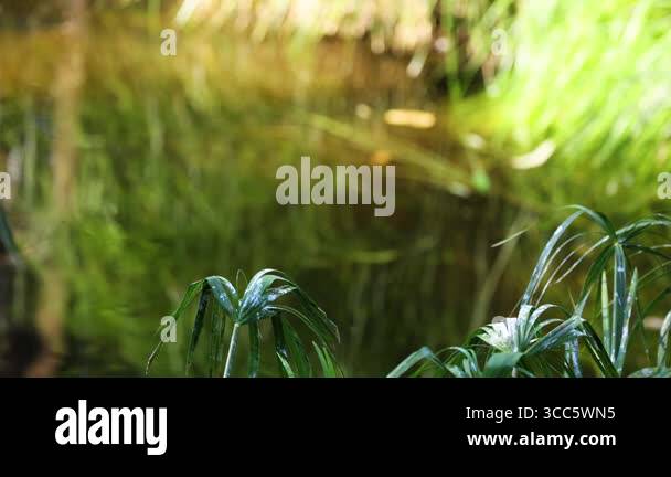 Zoo bamboo Stock Videos & Footage - HD and 4K Video Clips - Alamy