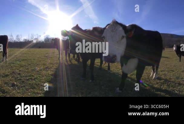 Fisheye view of cows up close against a clear blue sky with lens flare ...