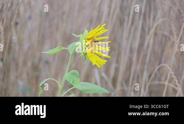 sunflower in the field 8k ultra hd Stock Video Footage - Alamy