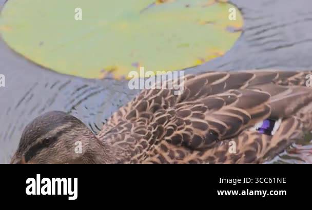 duck in a pond 8k ultra hd Stock Video Footage - Alamy