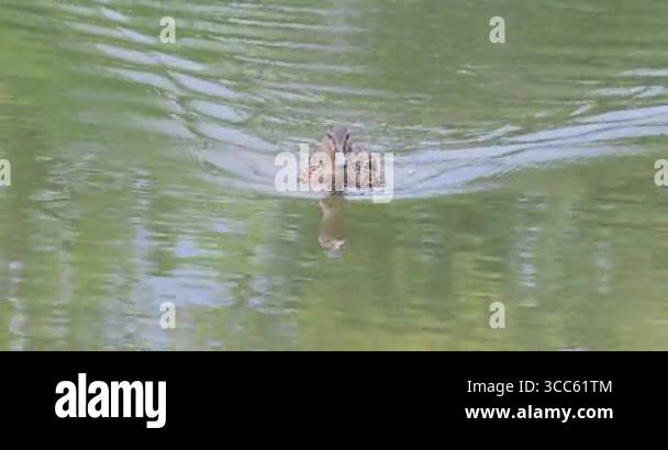 duck on the pond 8k ultra hd Stock Video Footage - Alamy