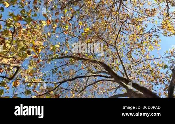 Maple tree shedding leaves in Melbourne, Australia Stock Video Footage ...