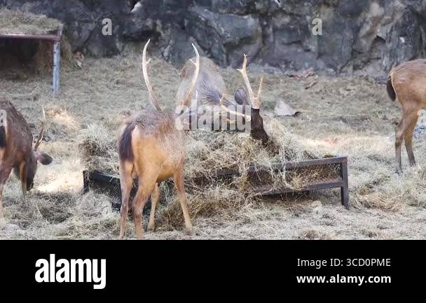 Sambar deer grazing peacefully in a zoo enclosure Stock Video Footage ...