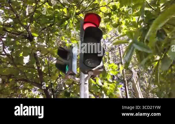 Traffic light changes the color against a lush green leaf plant. The ...