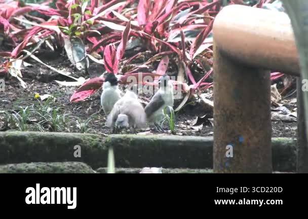 sooty headed bulbul on the garden looking for food in the morning ...