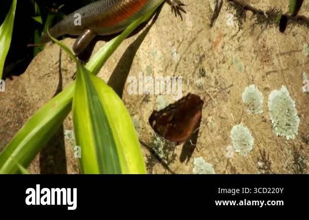 Wild lizard crawling on tree trunk in the morning. Capturing wildlife ...