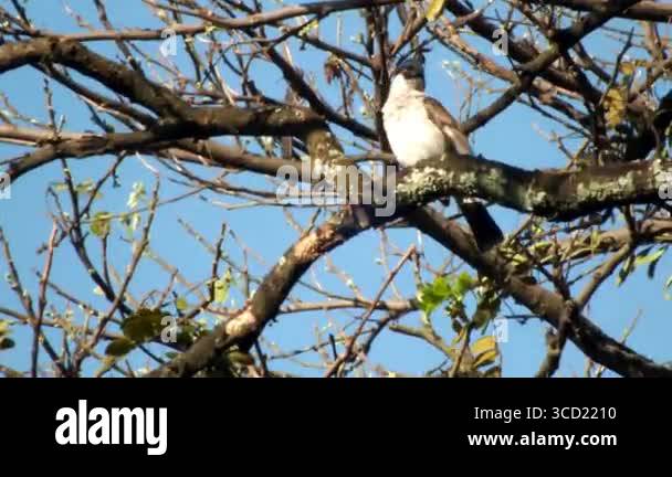 sooty headed bulbul perched on a tree with branch under wind breeze and ...