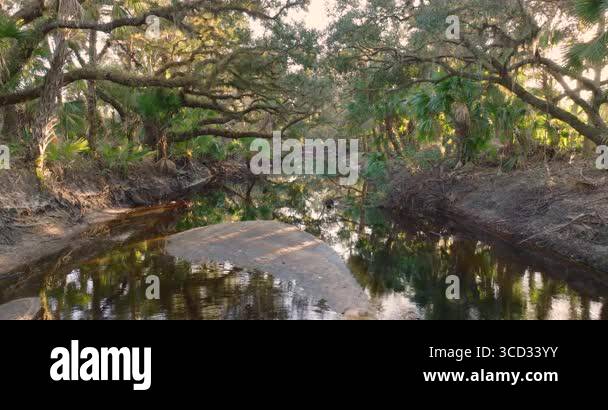 Subtropical jungles wild vegetation with wetland river and green palm ...