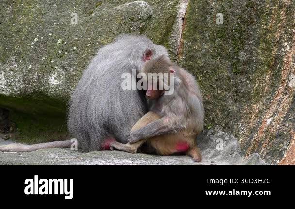 The hamadryas baboon sitting on a rock and looking around. Papio ...
