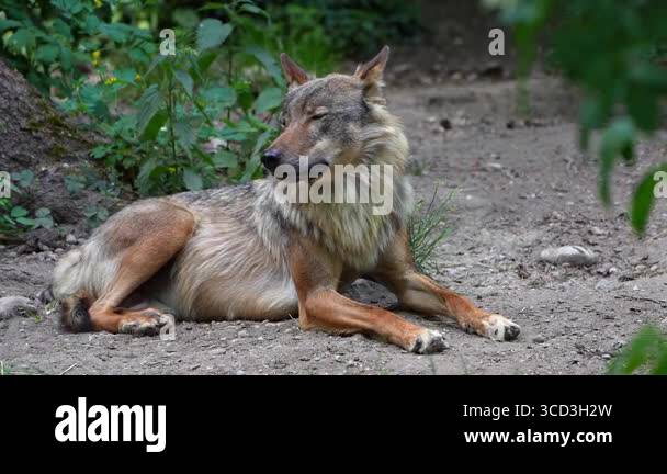 The wolf, Canis lupus, also known as the grey wolf or timber wolf is a ...