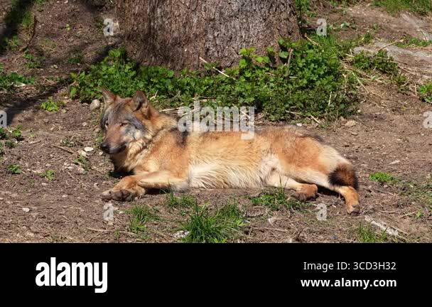 The wolf, Canis lupus, also known as the grey wolf or timber wolf is a ...