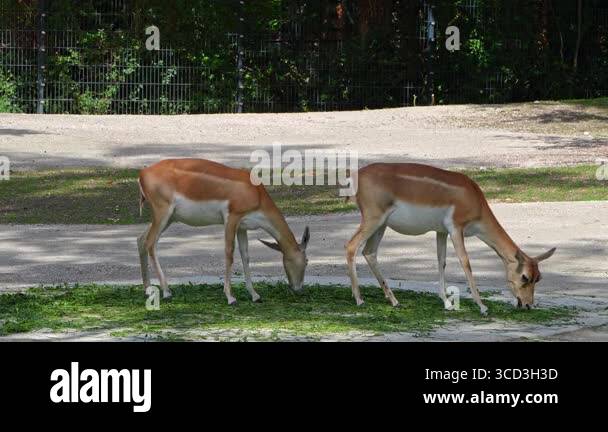 The nilgai or blue cow. Boselaphus tragocamelus is the largest Asian ...