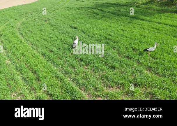 Drone view of two storks standing in lush green spring field, vibrant ...