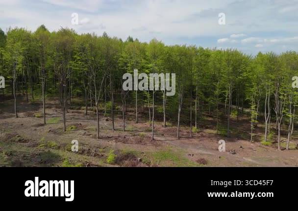 Drone view of sparse forest edge in spring, tall trees casting shadows ...
