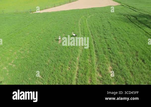 Aerial view of stork walking across green spring field, rural farmland ...