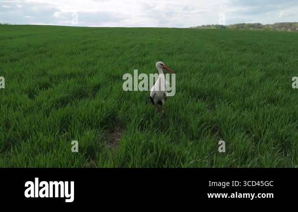 Close-up drone shot of stork foraging in green spring field, rural ...