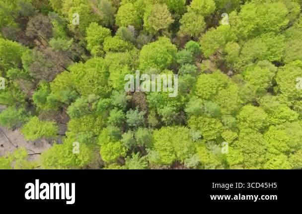 Top-down drone view of dense spring forest canopy with mix of green ...