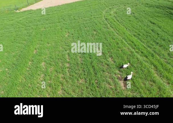Drone shot of stork foraging in green spring field with visible tractor ...