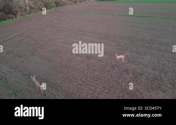 Aerial shot of deer walking between cultivated green and brown fields ...