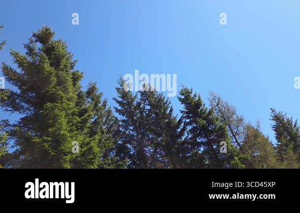 Vibrant evergreen trees under a clear blue sky offer a serene view ideal for nature enthusiasts ...