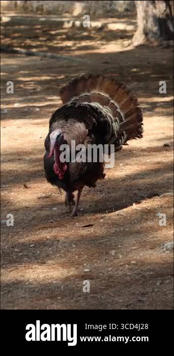 Turkey walking outside. Turkey searching ground. High quality photo ...