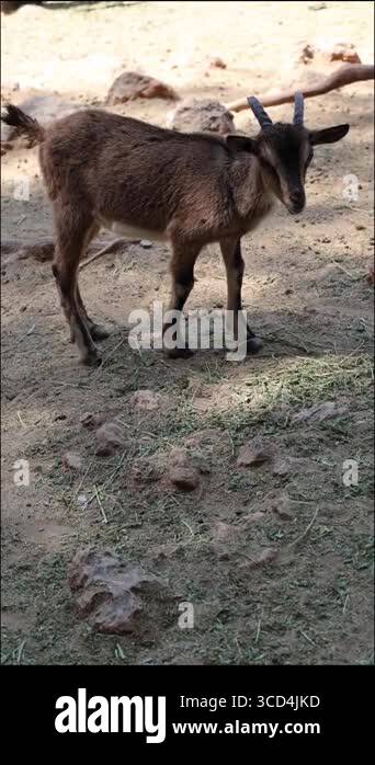 Goat eating grass. Goat climbing wall. in the zoo. High quality photo ...