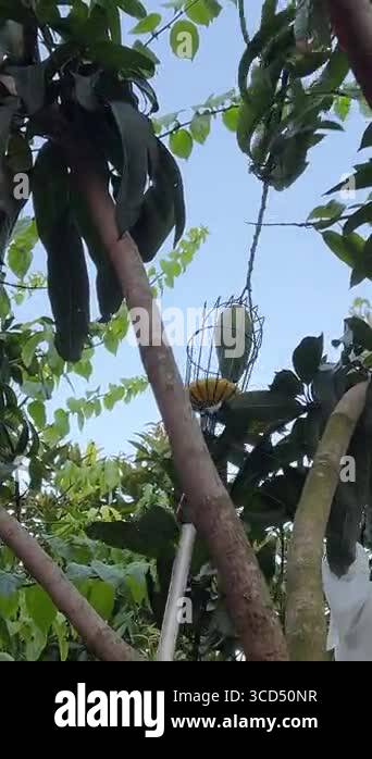 pick a mango from a tree picking.Pick mangoes by cutting the stem of ...