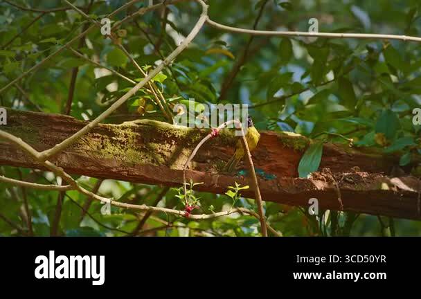 Yellow bird perching on mossy tree branch outdoors Stock Video Footage ...