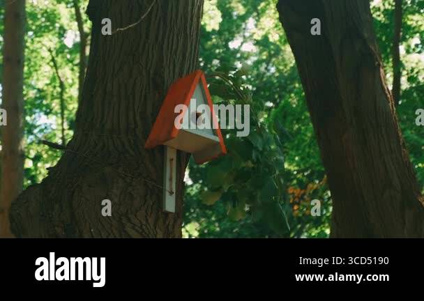 Wood structure woodland woodlands Stock Videos & Footage - HD and 4K ...