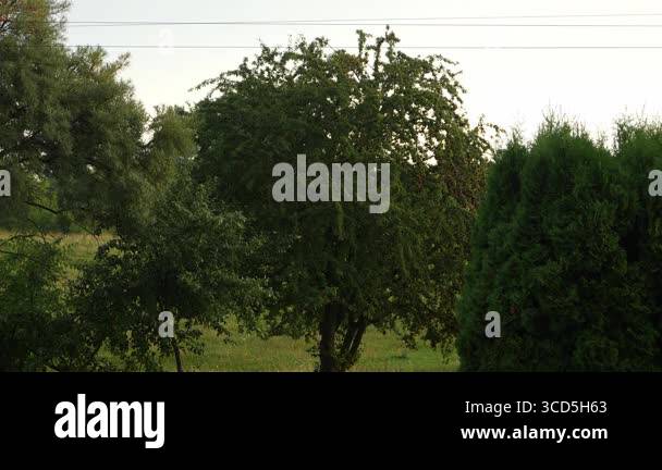 Rainy Countryside View: Lush Green Trees, Field and Sky During Cloudy ...