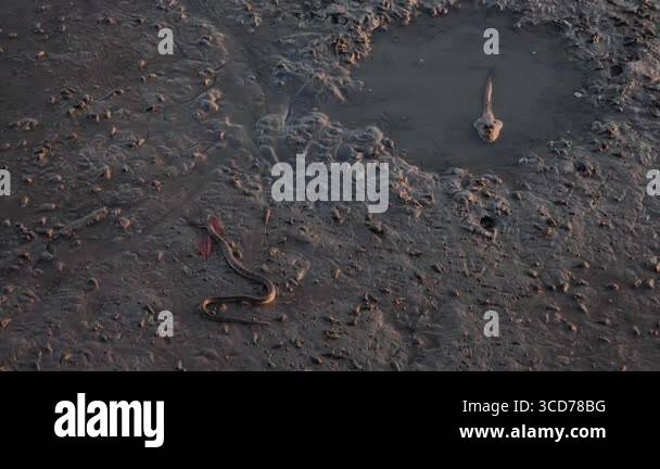 Footage of a snake crawling on the mud of mangrove forest with a ...