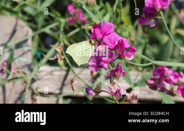 Bright yellow brimstone butterfly resting delicately on soft pink sweet ...