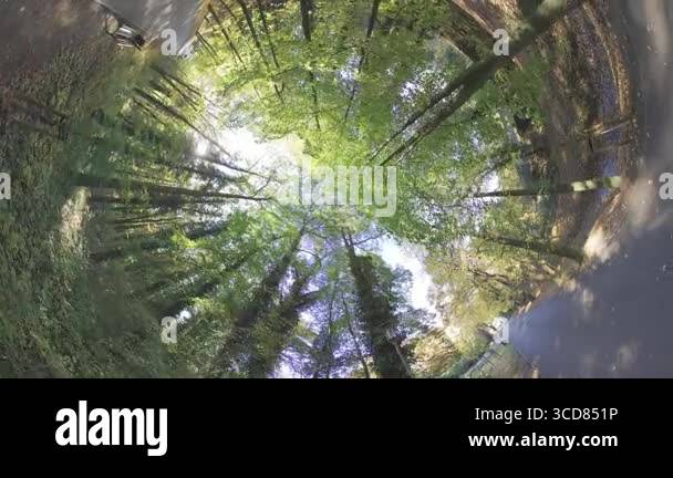 This is a relaxing walk through the forest. The sun is shining through ...