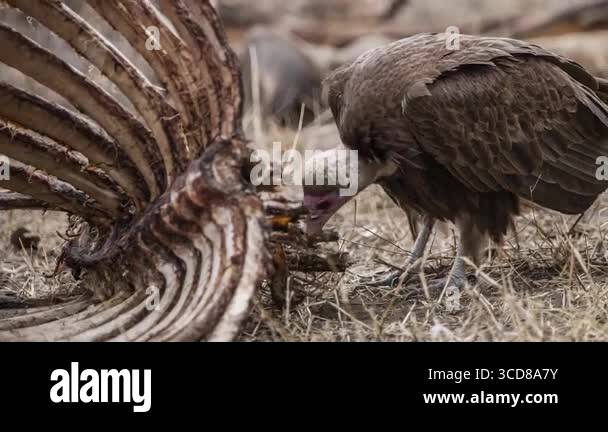 European griffon vulture (Gyps fulvus fulvus) near a carcass eating ...