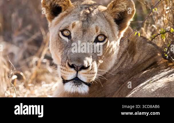 african Lioness in the field with grass. close up video footage Stock ...