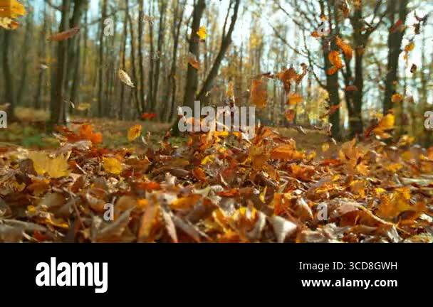Super Slow Motion of Autumn Yellow Maple Leaves Wavering and Falling ...