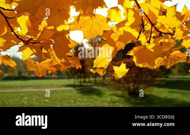 Super Slow Motion of Autumn Yellow Maple Leaves Wavering and Falling ...