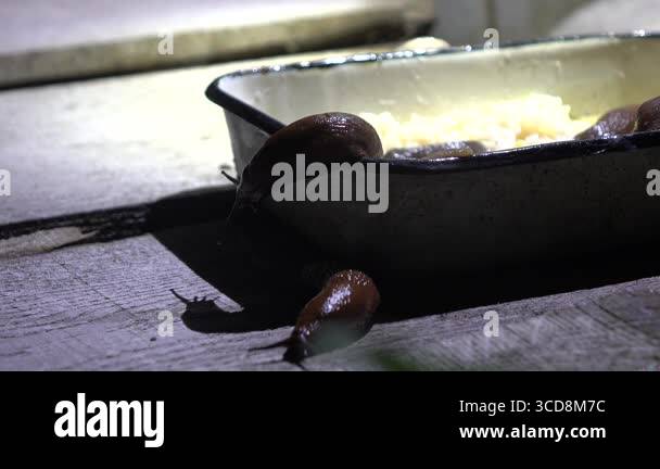 A close-up view of large, red and orange slugs, identified as the Arion ...