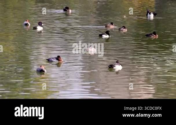 Multiple ducks glide peacefully across water Stock Video Footage - Alamy