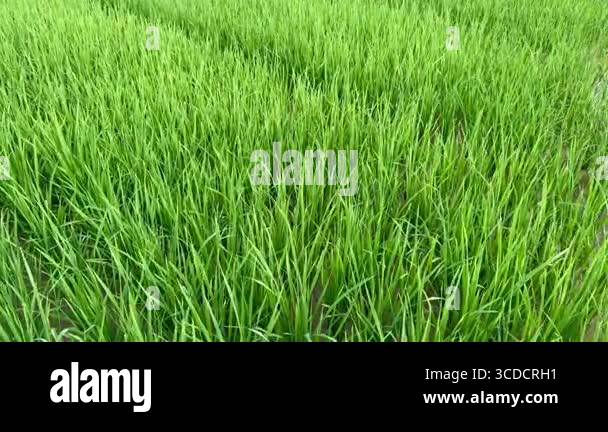 Natural movement of rice crops in a green paddy field, expressing ...