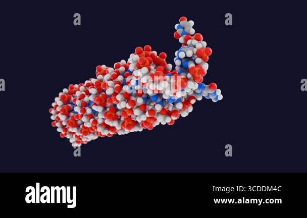Animation of a pre-miRNA (precursor micro ribonucleic acid) molecule ...