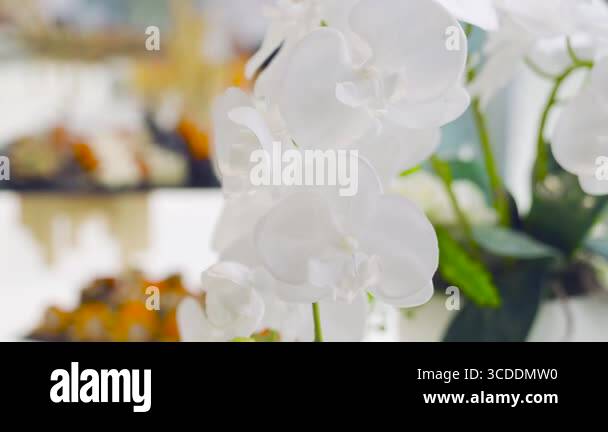 Canapes appetizers cocktail party Stock Videos & Footage - HD and 4K ...