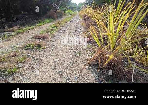 Fourtain grass imperata cylindrica Stock Videos & Footage - HD and 4K ...